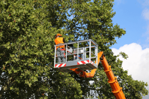 Tree Trimming | Blade Platforms - Bucket Truck Rentals, Aerial